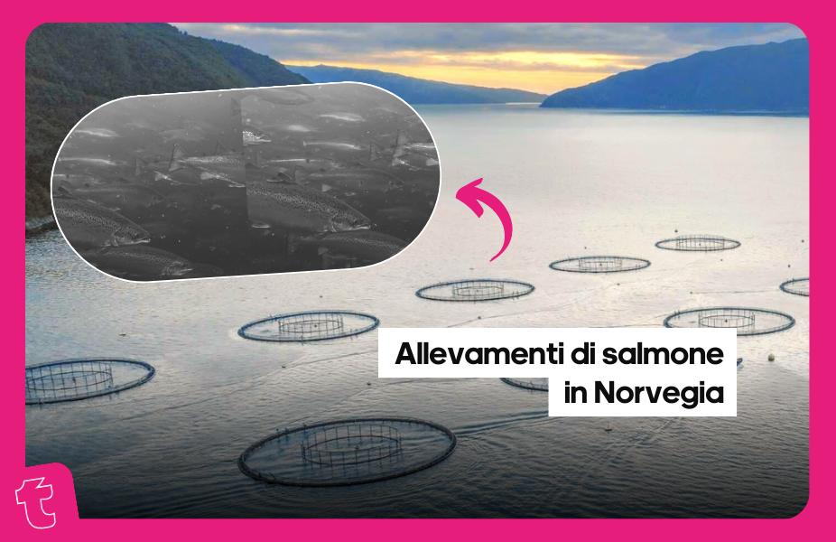Google sta sperimentando l’AI sui salmoni