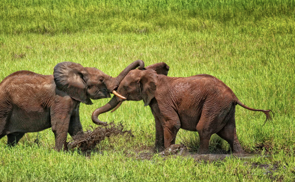 Greenwashing and Elephant Meat