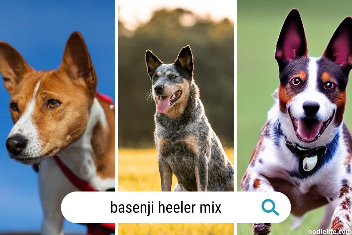 Basenji Heeler Mix (Breed Guide) + Photos