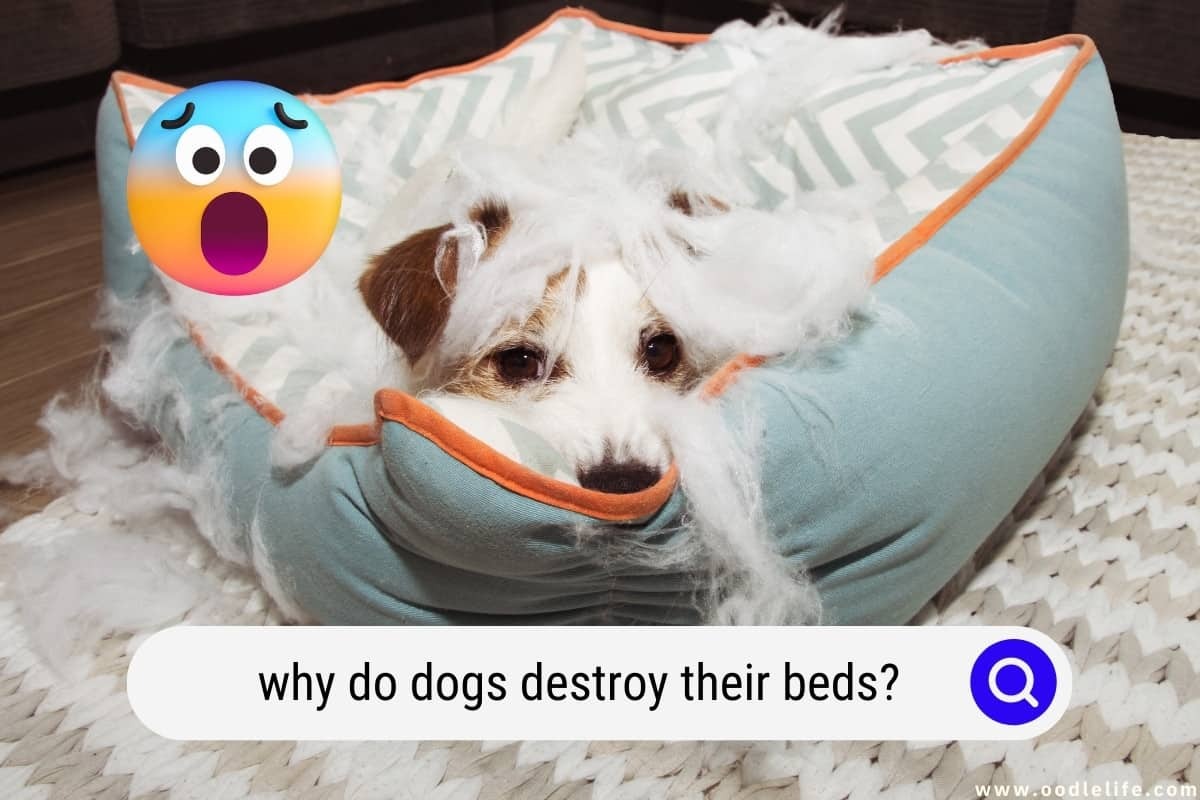 Why Do Dogs Destroy Their Beds? [5 Reasons]