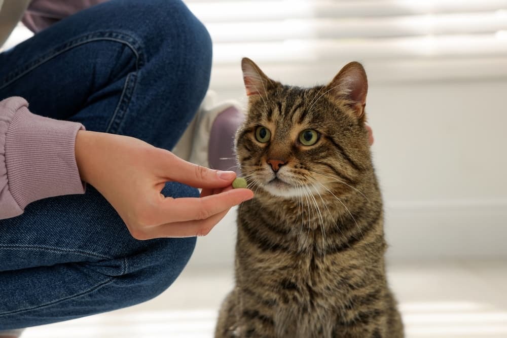 How to Give Your Cat Medication Quickly & Efficiently