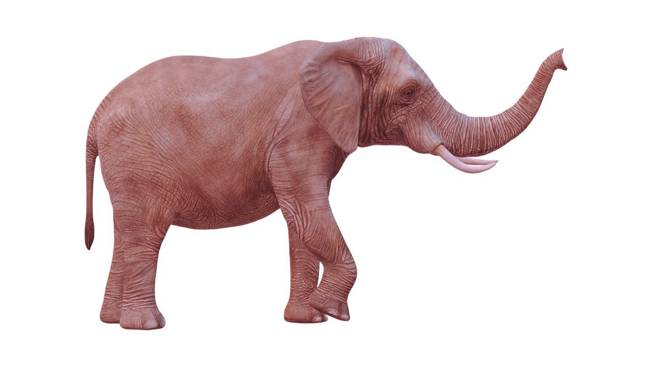 The Pink Elephant Paradox