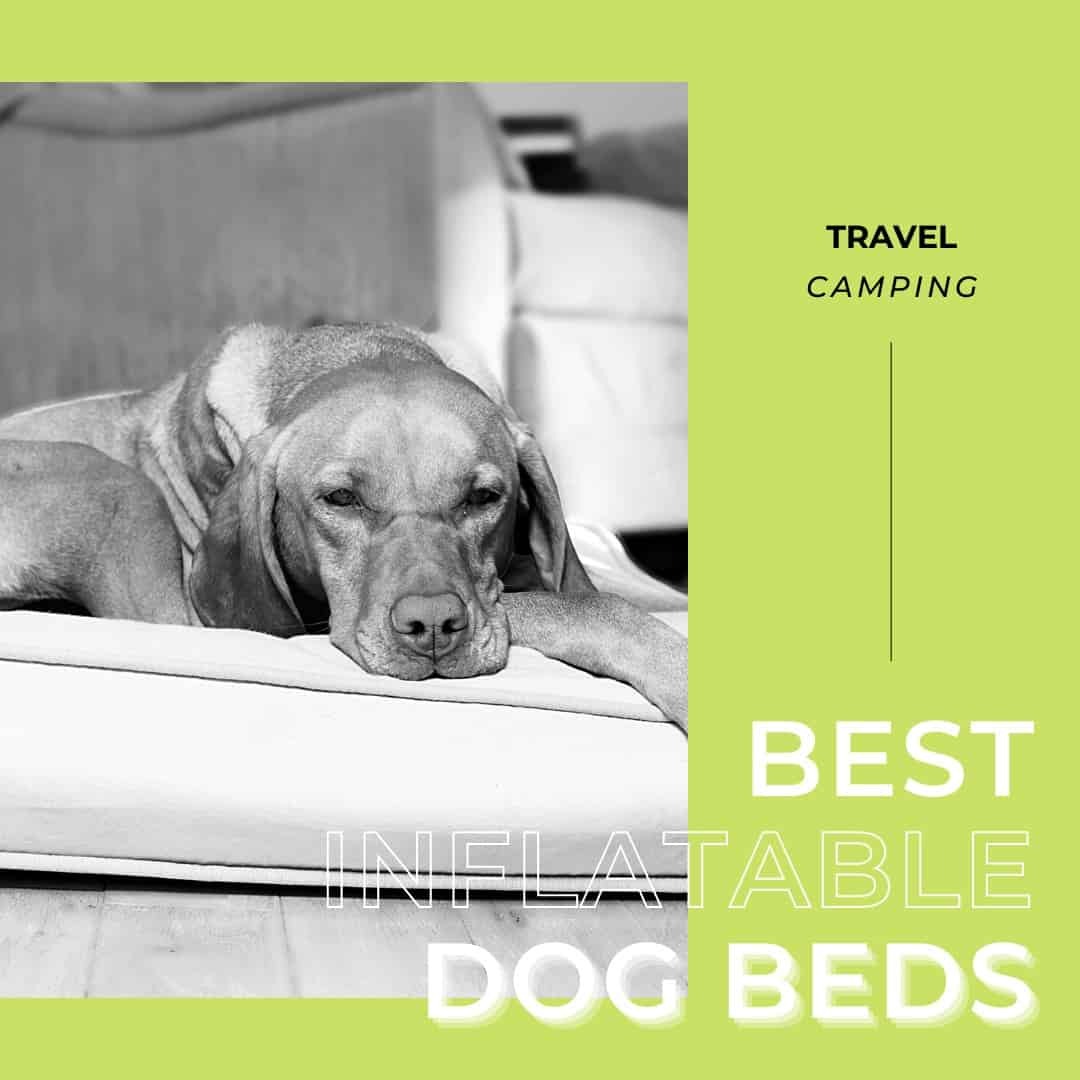7 Best Inflatable Dog Beds [for Traveling] Plus one to AVOID