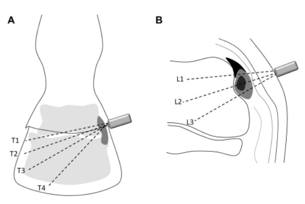 Equine Essentials: Brush up on your DIPJ CL ultrasound!