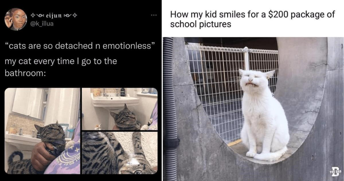 35 Cackle Worthy Cat Memes For The Soul 😂