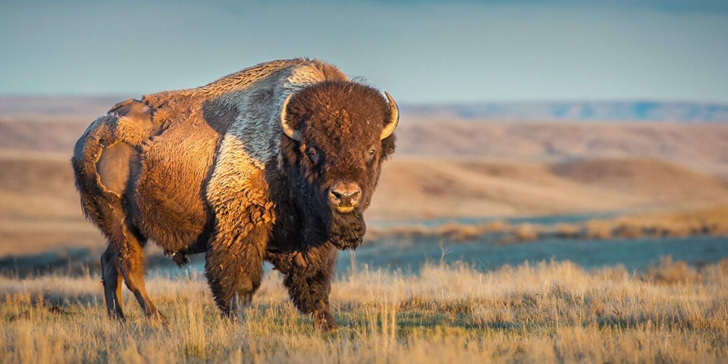 Outdoor: 7 Places to See Bison Across the US