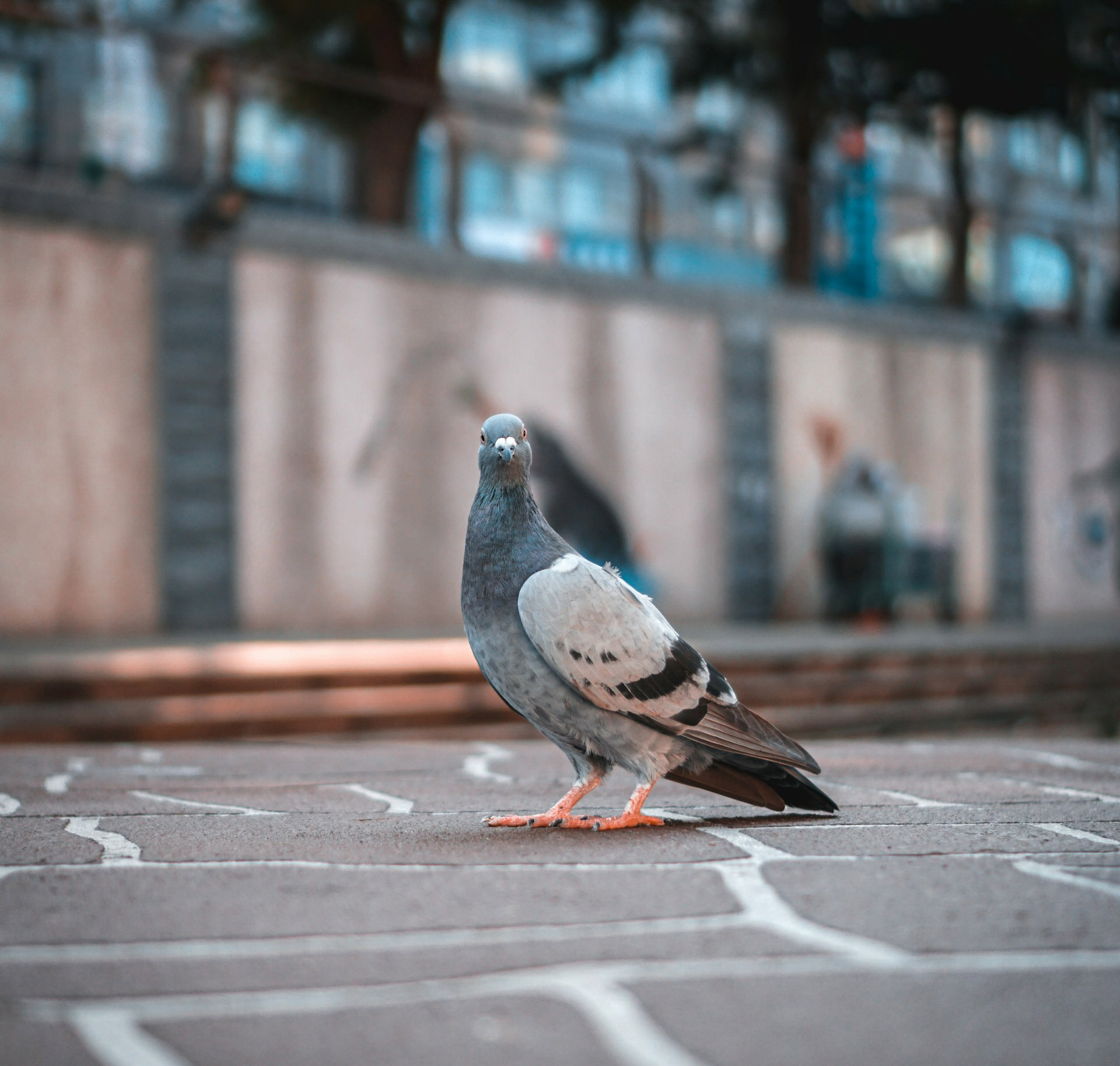 How Large Cities Can Manage Pigeon Populations Without Harming Other ...
