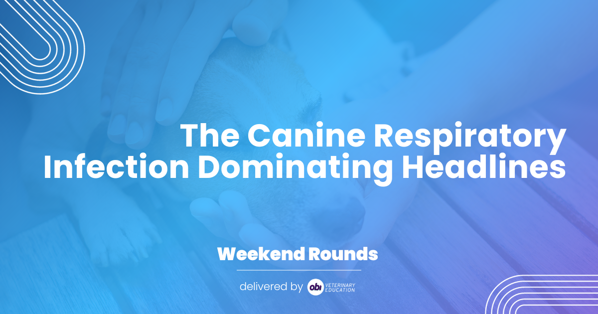 The Canine Respiratory Infection Dominating Headlines