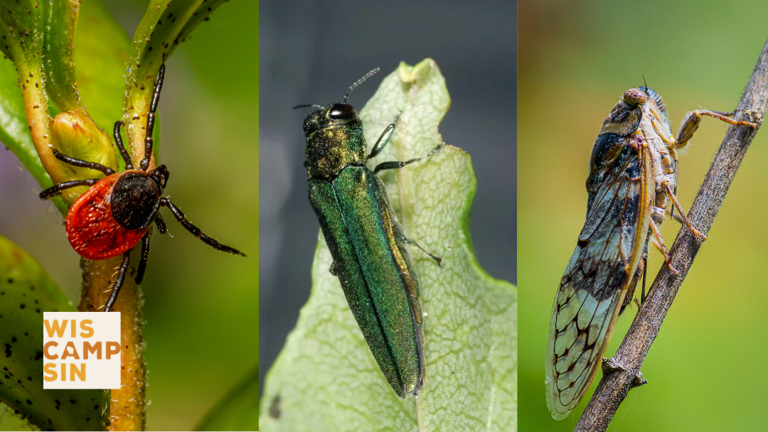 Bugs are bugging out