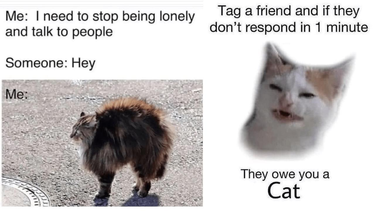 Elevate Your Weekend With Some Spicy Cat Memes Thrown Into Your Caturday