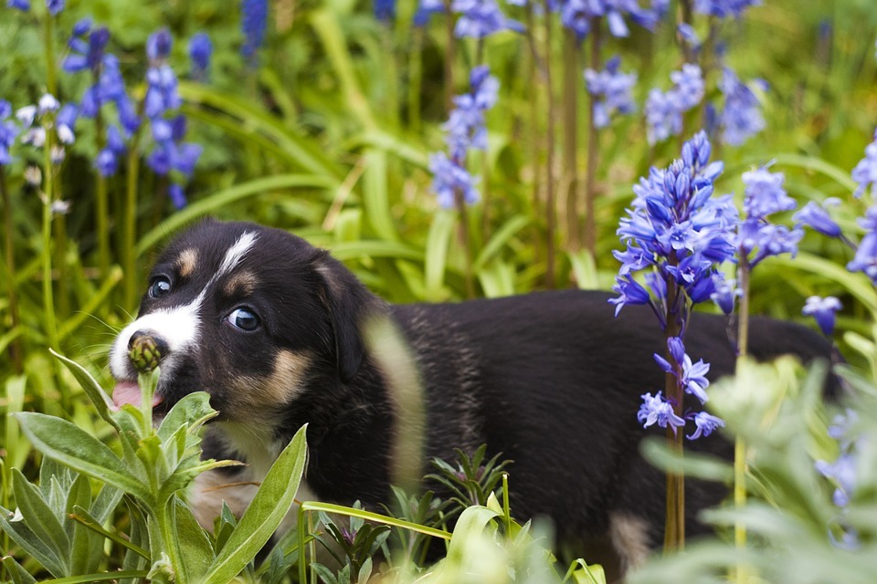 Can Dogs Get Hay Fever? Yes and Some Tips to help your dog!