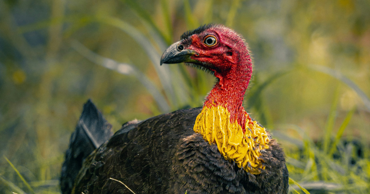 Noticed more Bush Turkeys around? Here’s why.