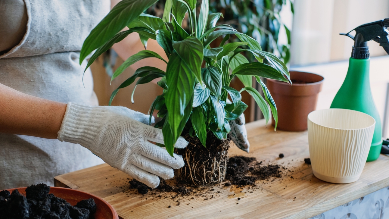 4 Habits to Prevent Root Rot