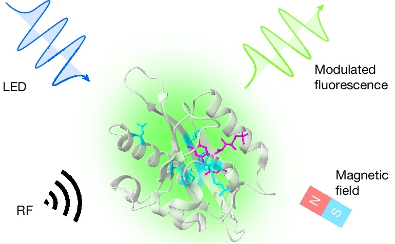 Biological Quantum Sensors: Fluorescent Proteins Transform Biology!