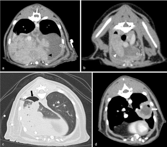 CT Reveals Key Indicators for Survival in Feline Pyothorax Cases