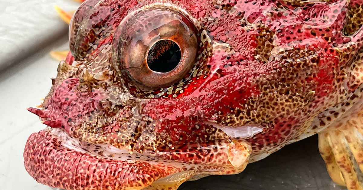 The Regal Red Irish Lord | Adventure Fishing Tours