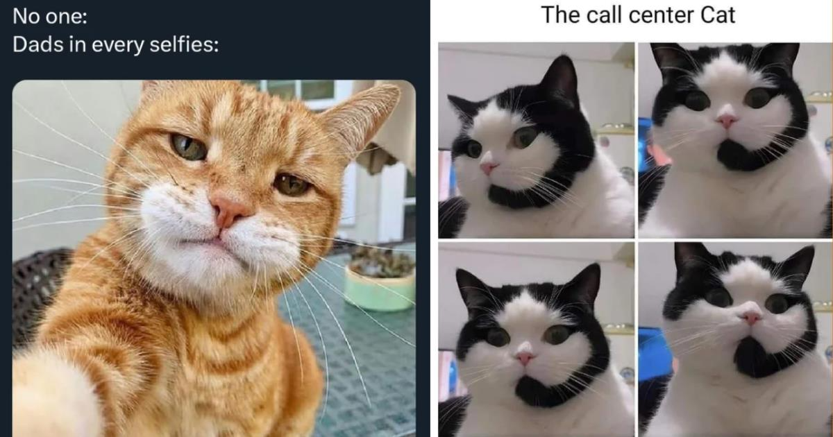Meowtasticaly Magnificent Meme Medley 😹