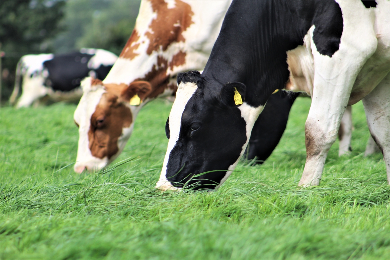 Nurturing Our Waterways: The Role and Relevance of Catchment Sensitive ...