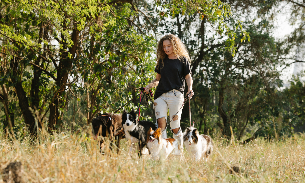 🐕‍🦺What’s the best dog walk ever?