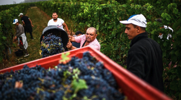 Why 2024 vintage could be final straw for wine growers in France ...