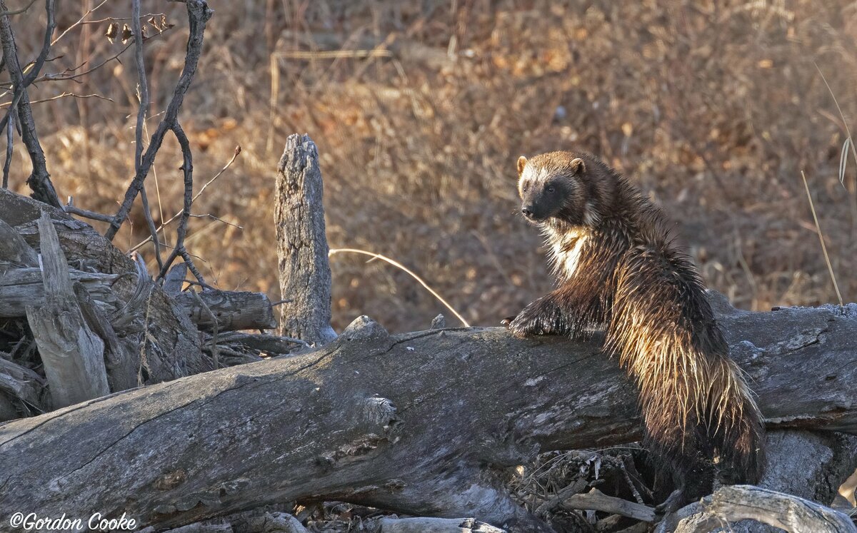 Calgary photographer captures wolverine on camera