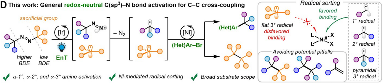 Deaminative Cross-Coupling