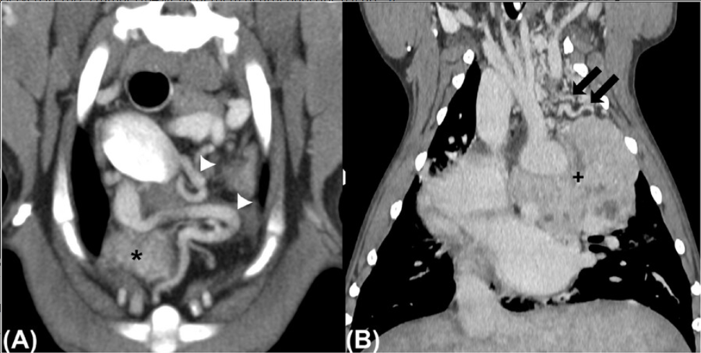 CT Scans Reveal Key Differences in Heart Base Tumors in Dogs and Cats