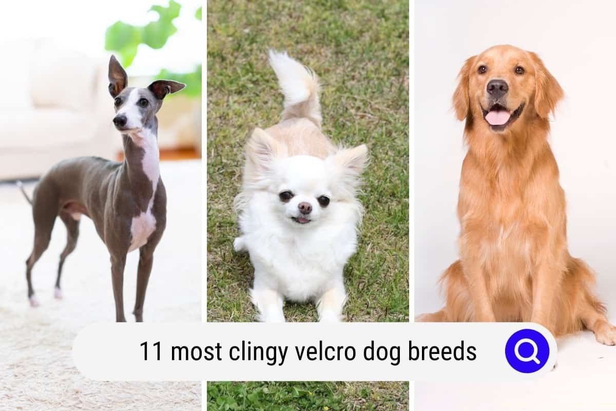 11 Most Clingy Velcro Dog Breeds