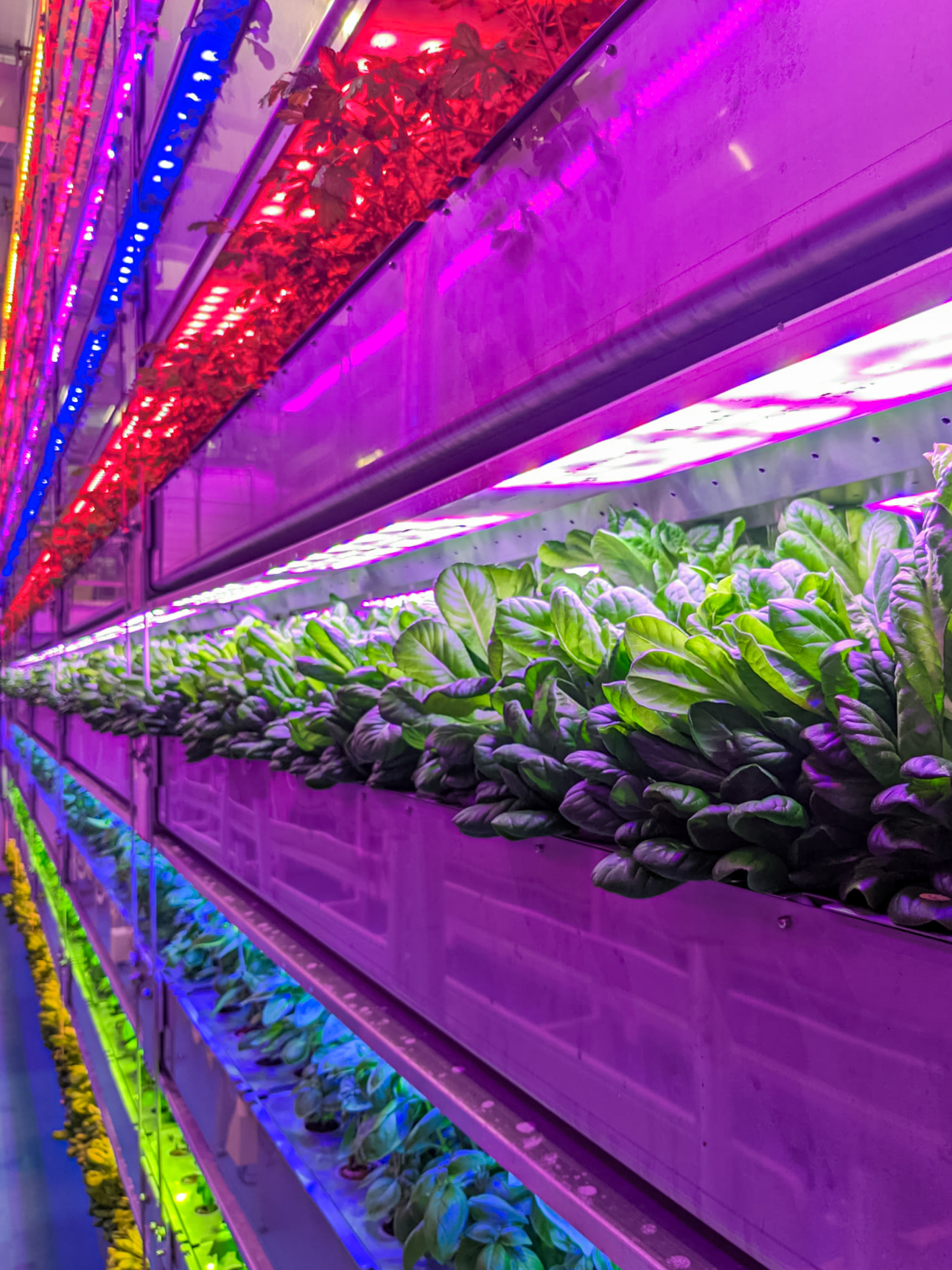 Charting New Frontiers in Sustainable Agriculture with Vertical Farming ...