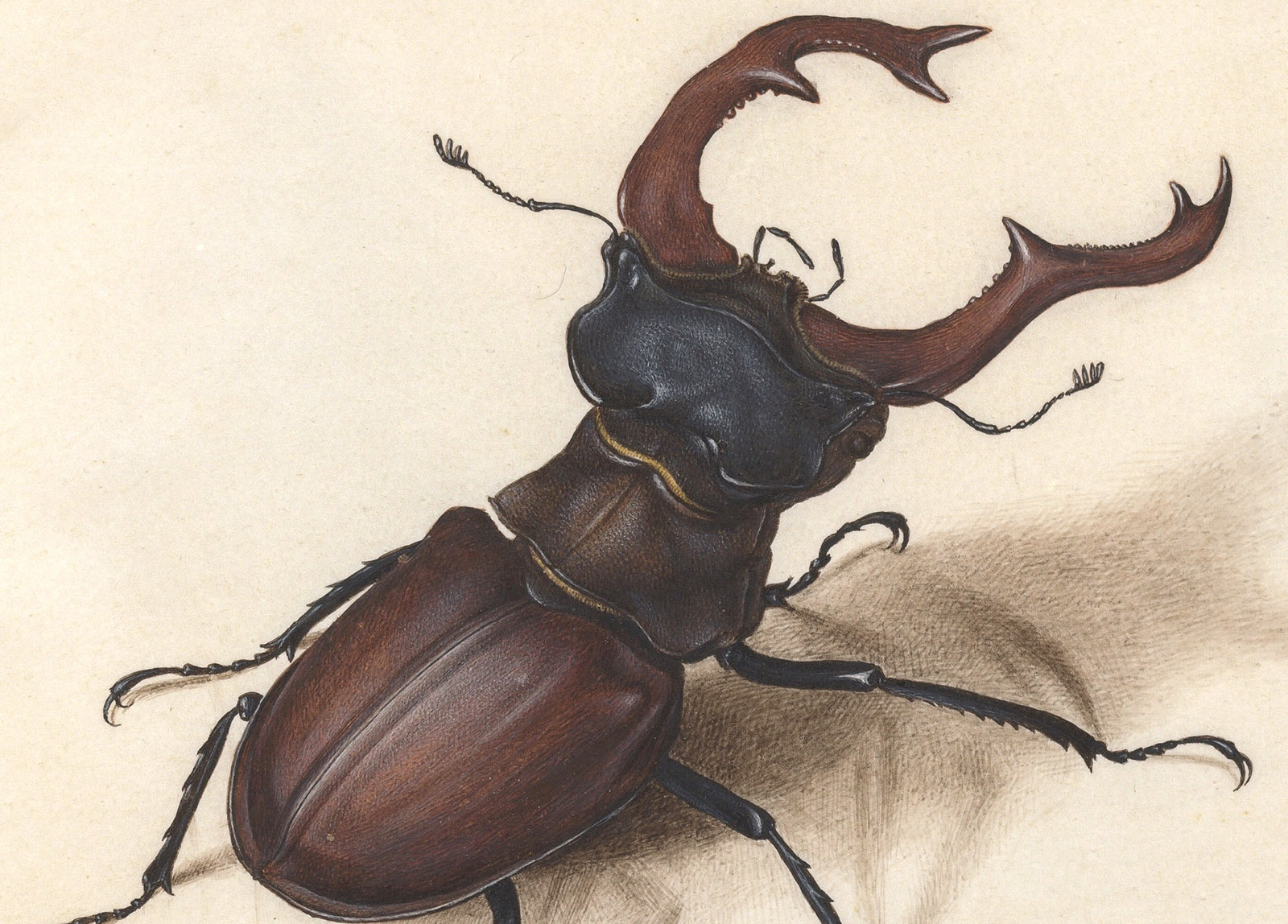 The 16th-Century Polymath Considered The Godfather of Insect Illustrators