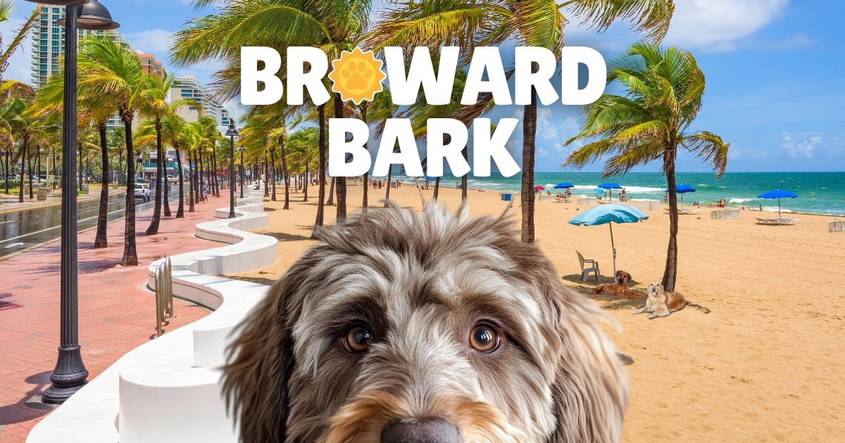 🐕 Brrr-illiant dog-friendly plans to warm your weekend