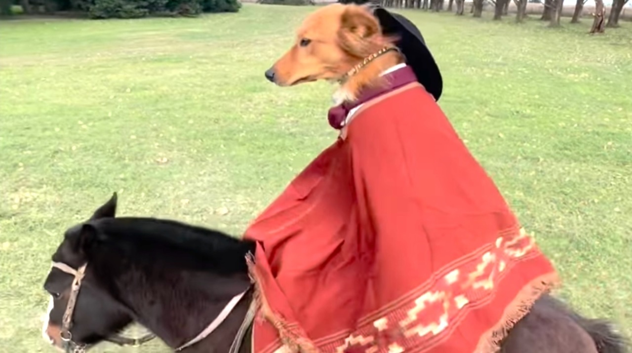 Man Rides Horse Next to a Dog Riding a Horse