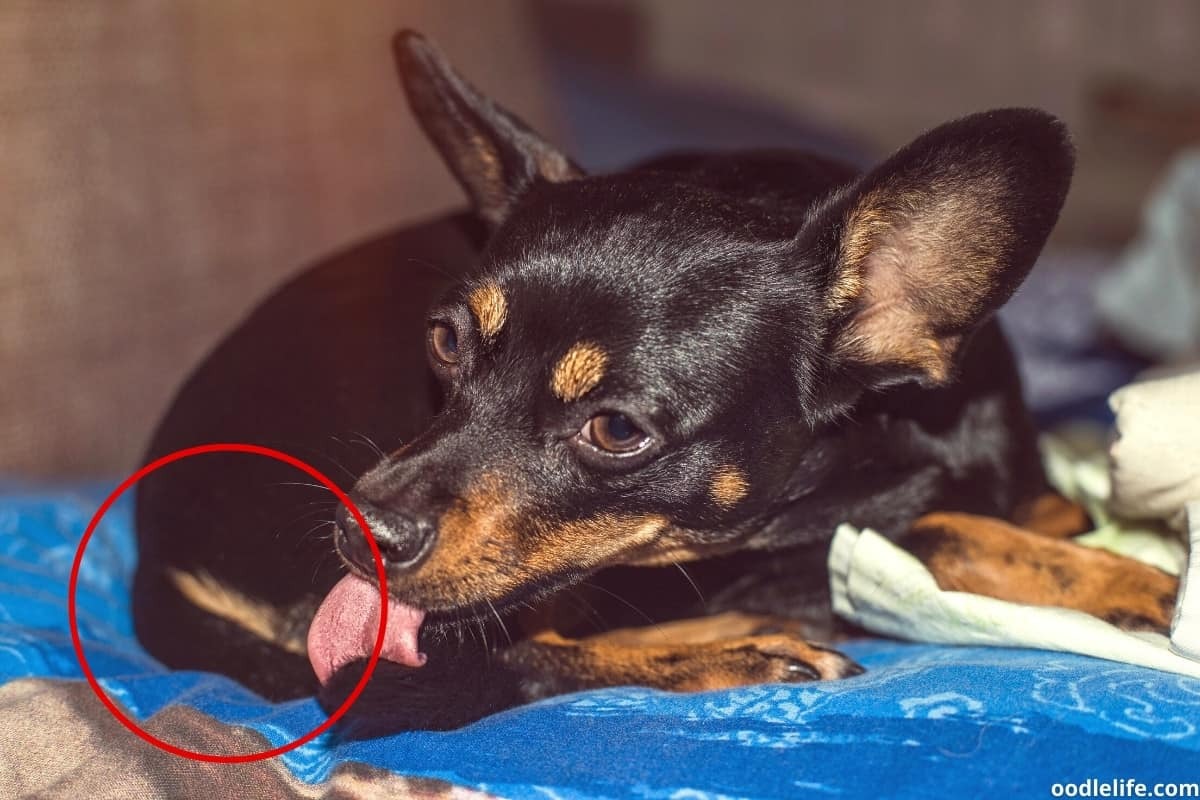 Dog Licking Base of Tail (7 Reasons Why)