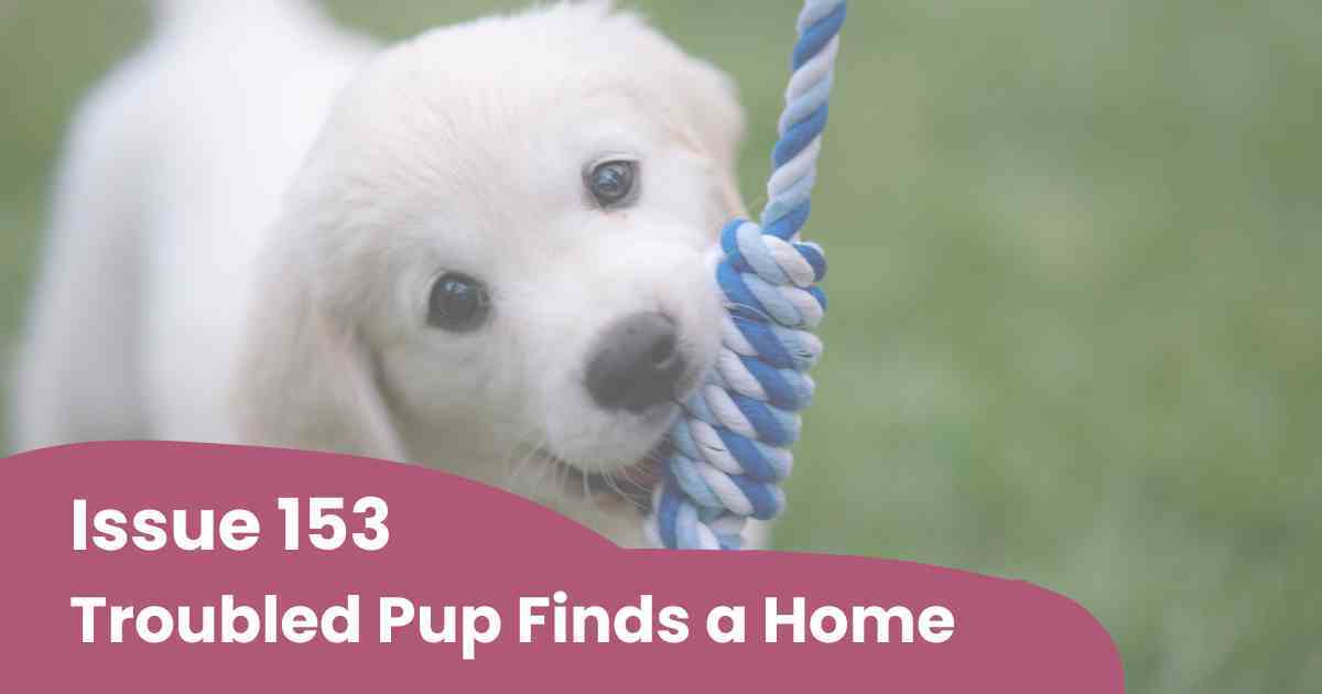 💌 Troubled Pup Finds Home 🐾