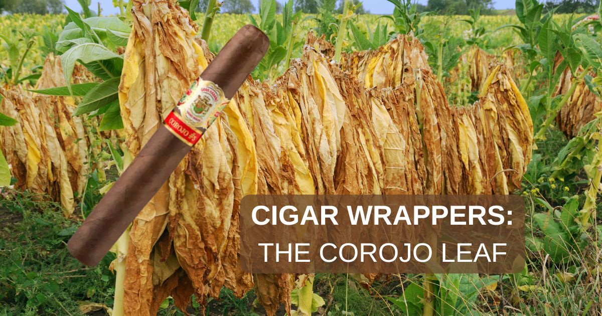 The Corojo Leaf: A Legacy of Flavor and Craftsmanship 🍃