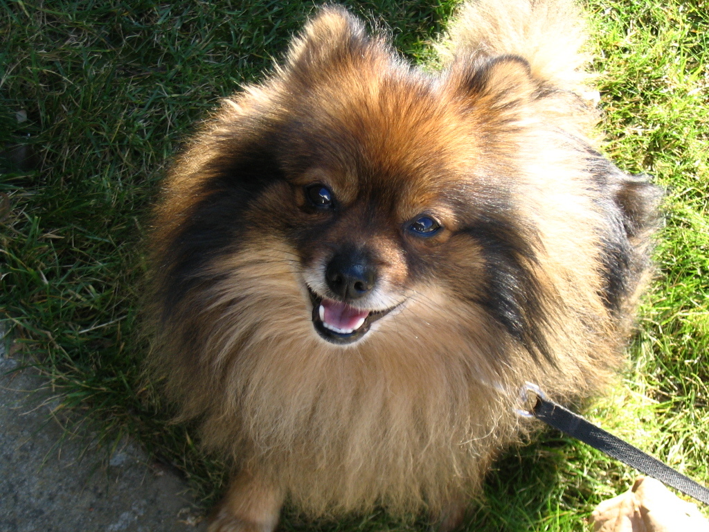 Using AI to decode dog vocalizations