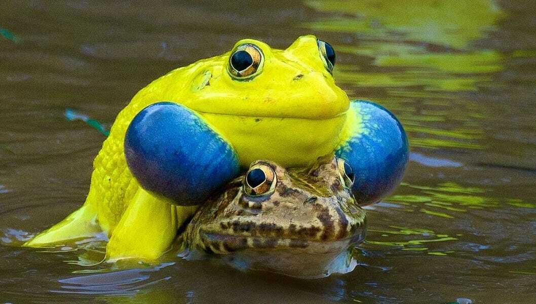 Colorful Display of Male Indian Bullfrogs During Courtship