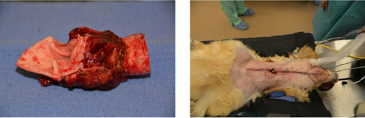 Case Series: Promising Outcomes for Dogs After Total Laryngectomy and ...