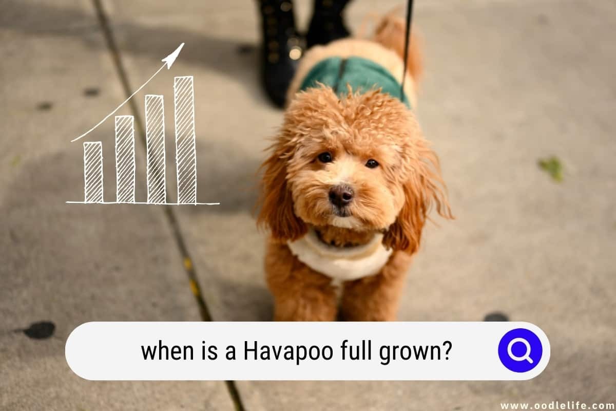 When is a Havapoo Full Grown? (with Photos)