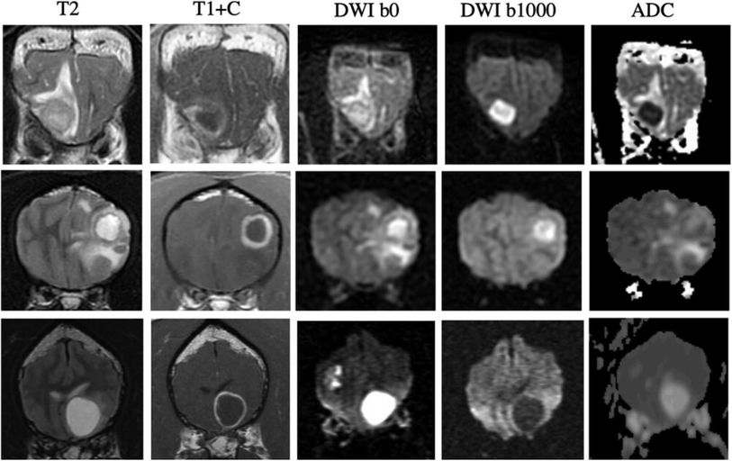 DWI Breakthrough: MRI Metric Accurately Identifies Canine Brain ...