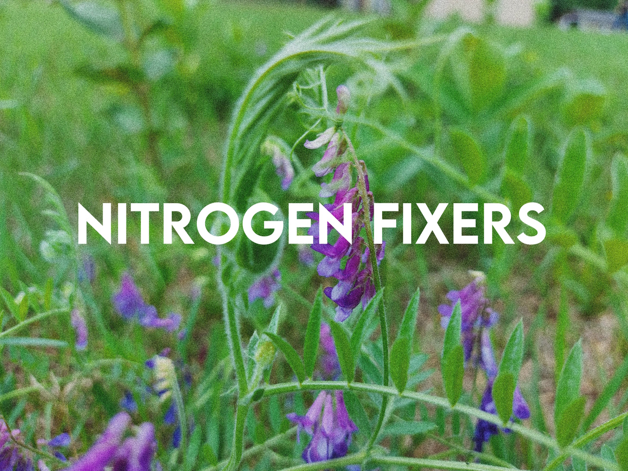 Nitrogen Fixers