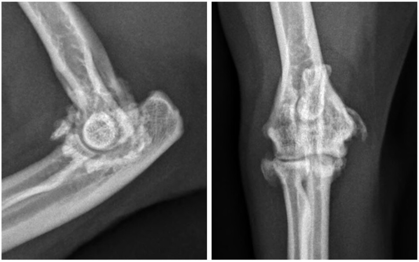 New Insights on Feline Golfer’s Elbow: Diagnosis & Treatment Outcomes ...