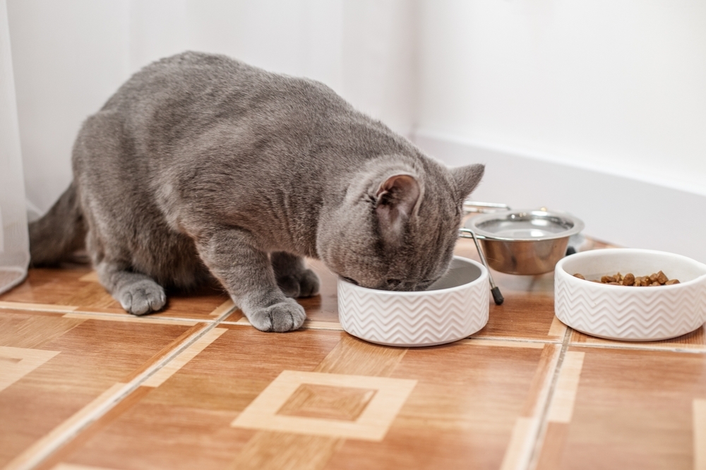 What Is The Best Diet For Your Senior Cat to Thrive?