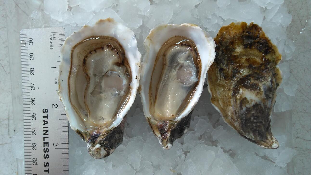 Oyster Proper Handling