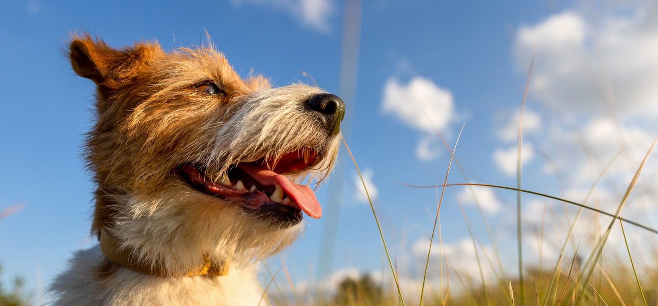 What Shocked Dogs Can Teach You About Success