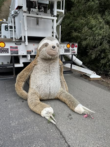 Bellingham Scoop: Old Town, a Sloth on I-5 and a Kidnapping on St ...