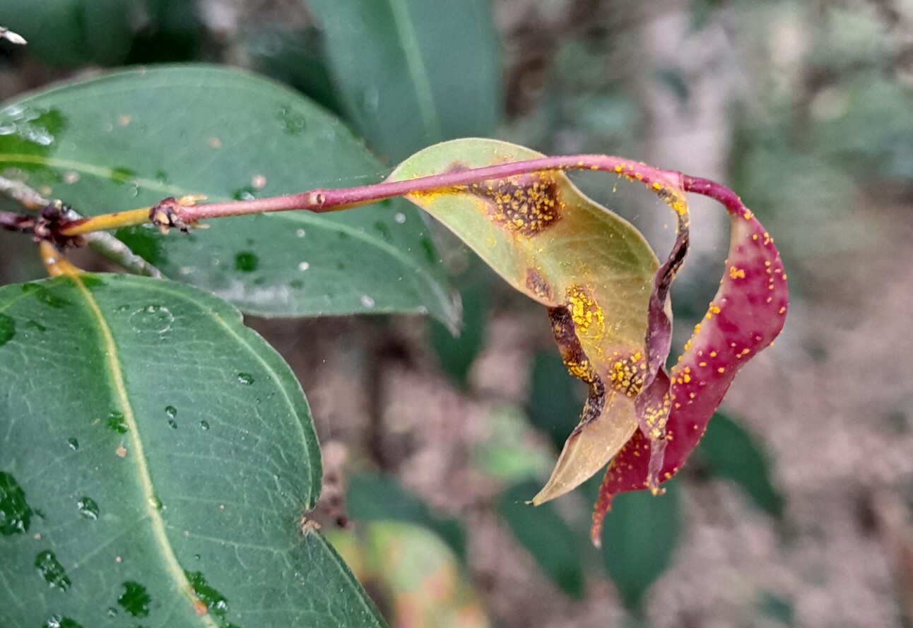 Robigalia Roundup #10