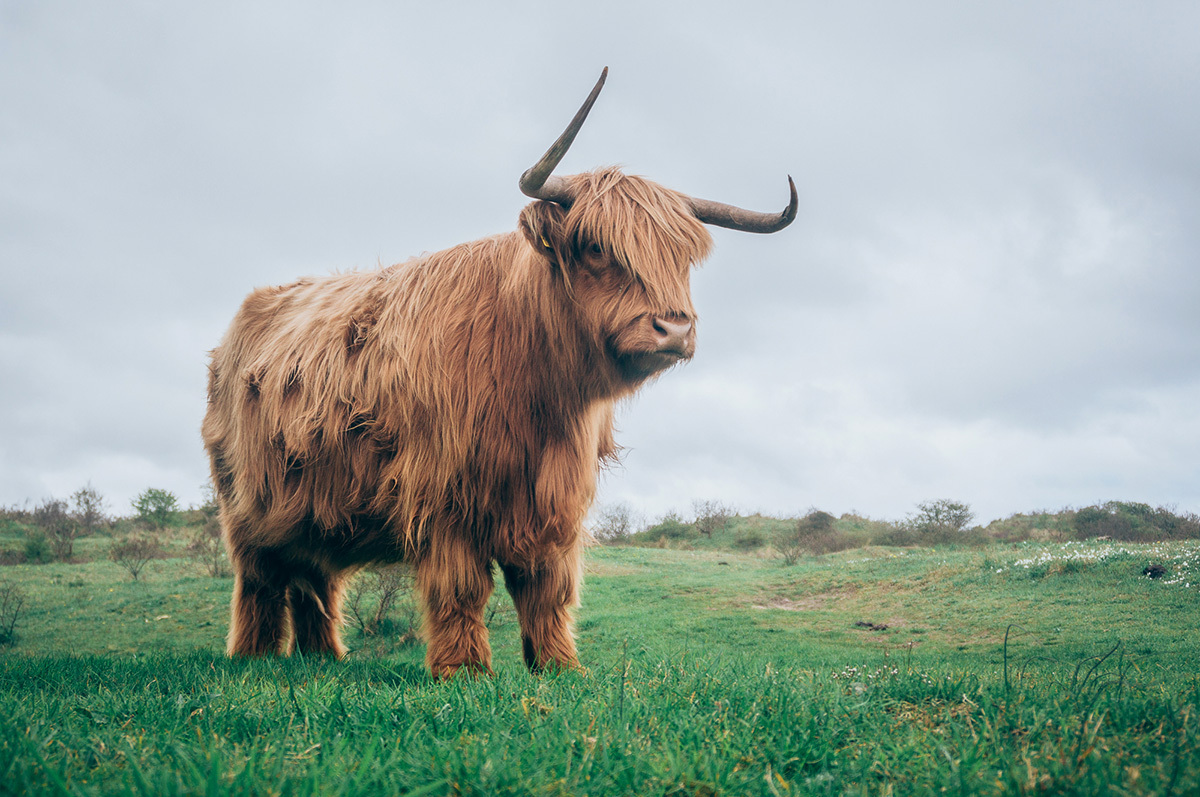 The Mighty Scottish Highland Cattle