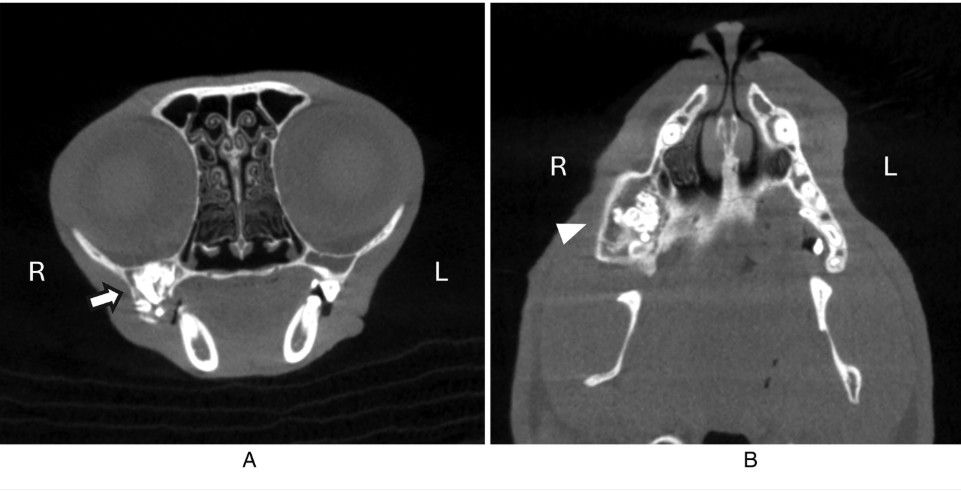 Rare Feline Jaw Tumor Uncovered: First-Ever Case Series Reveals Key ...