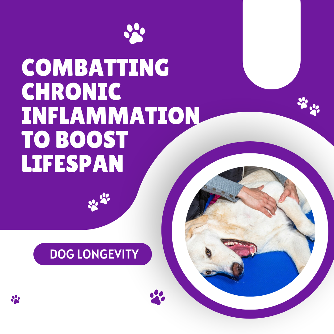 Combatting Chronic Inflammation to Boost Lifespan